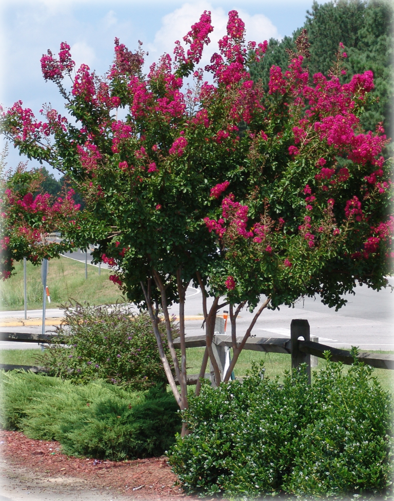 Tree Choices for North County San Diego - Tree Barber Inc