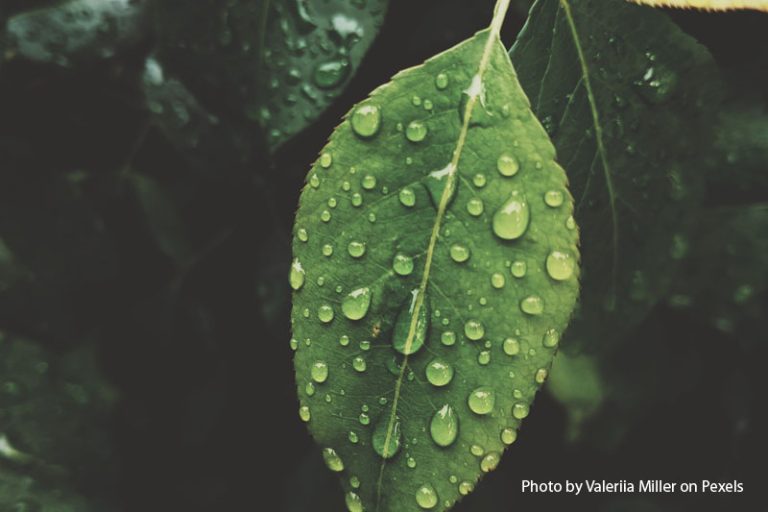 The Impact of Constant Rain on Trees: What Can You Do to Preserve Them?
